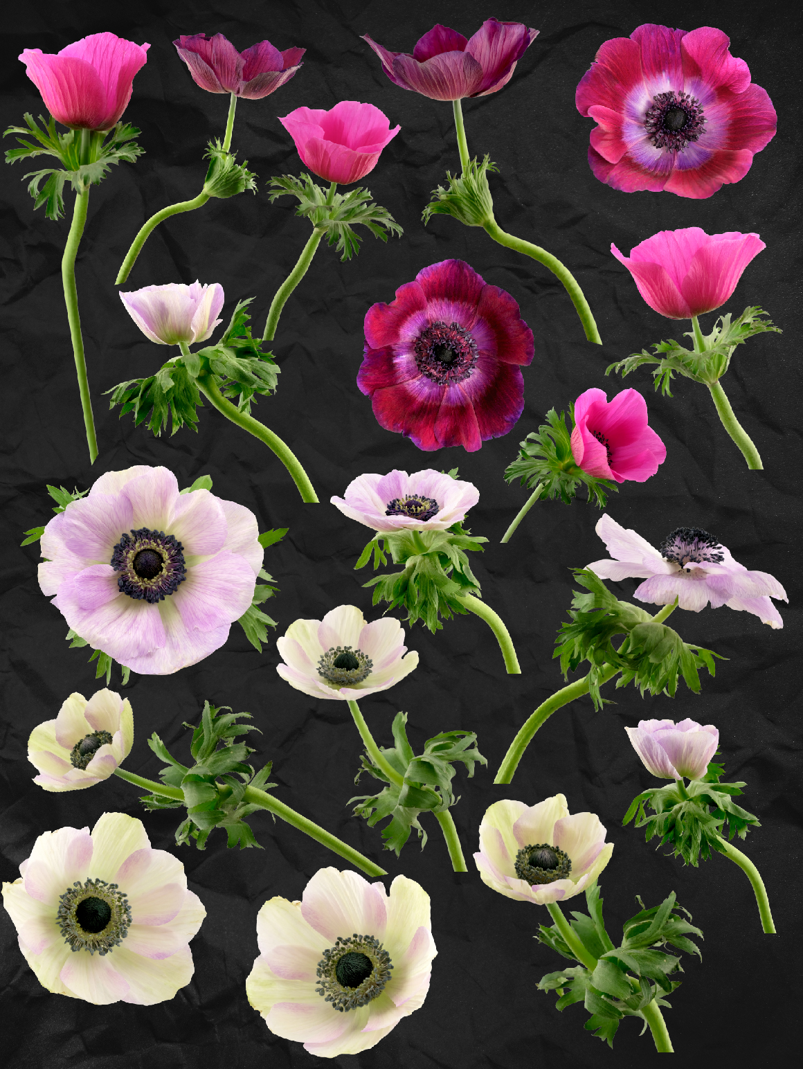 Anemone – Botanic Specimens